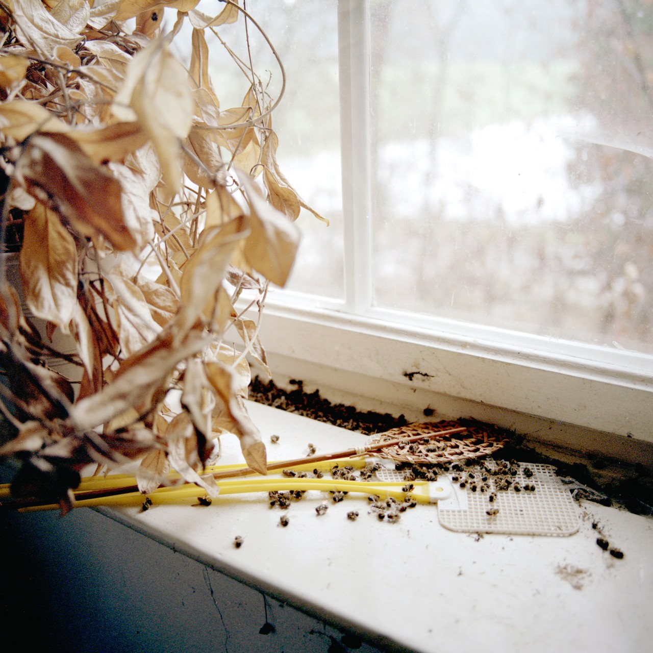 DANIEL RUPP — Elisabeth