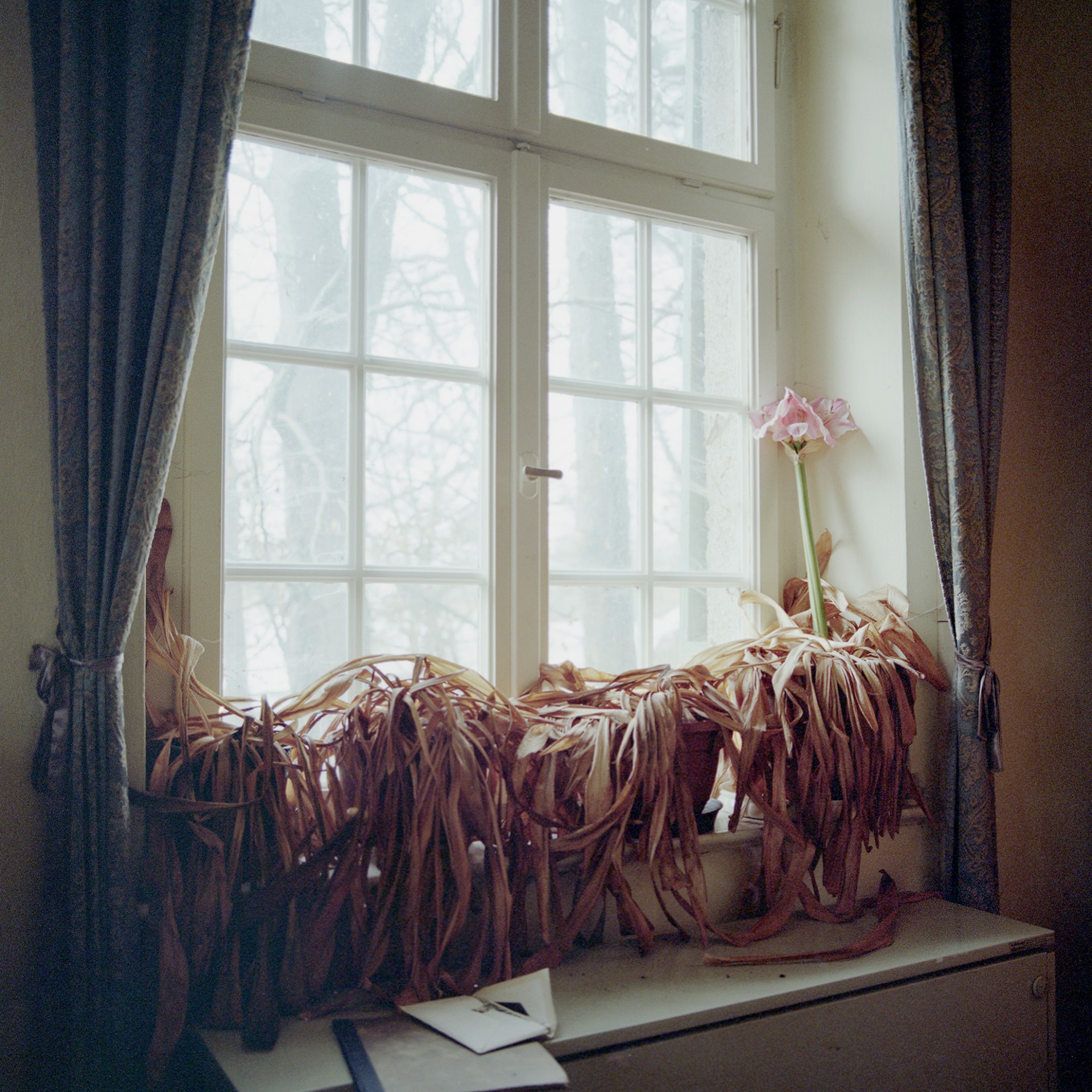 DANIEL RUPP — Elisabeth